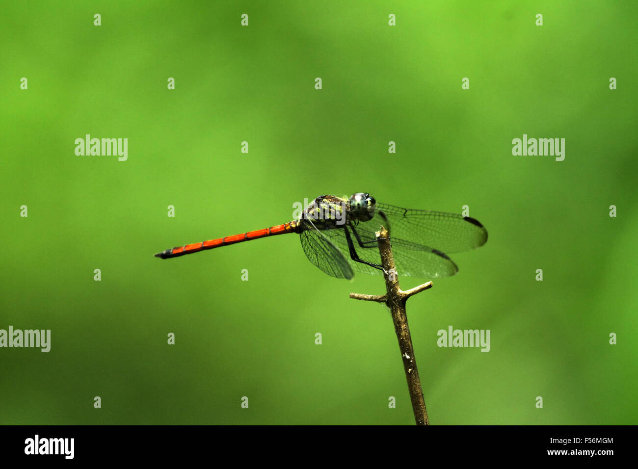 Sabah stick insect hi-res stock photography and images - Alamy