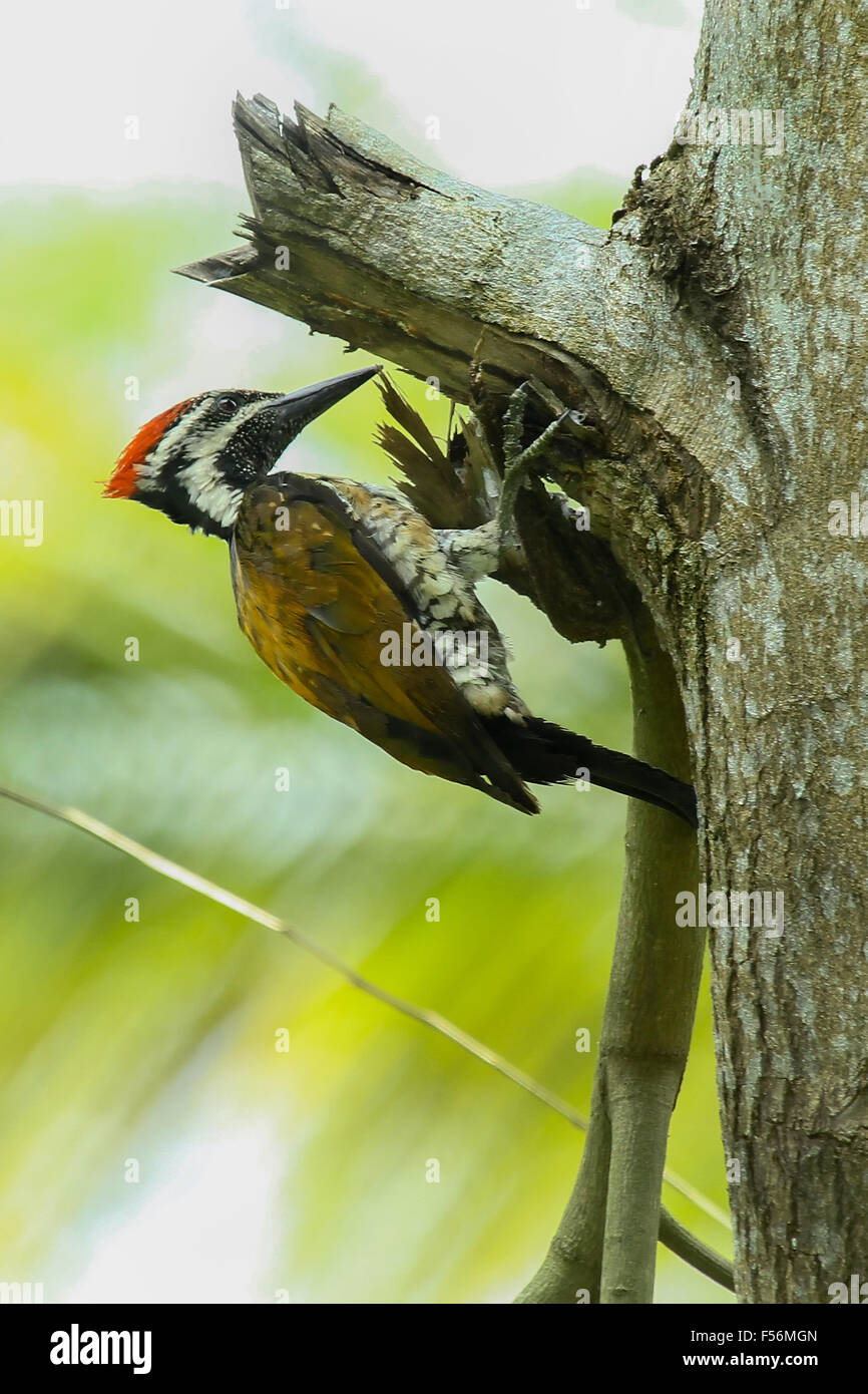Beautiful woodpecker bird, a male of Greater Flameback (Chrysocolaptes ...