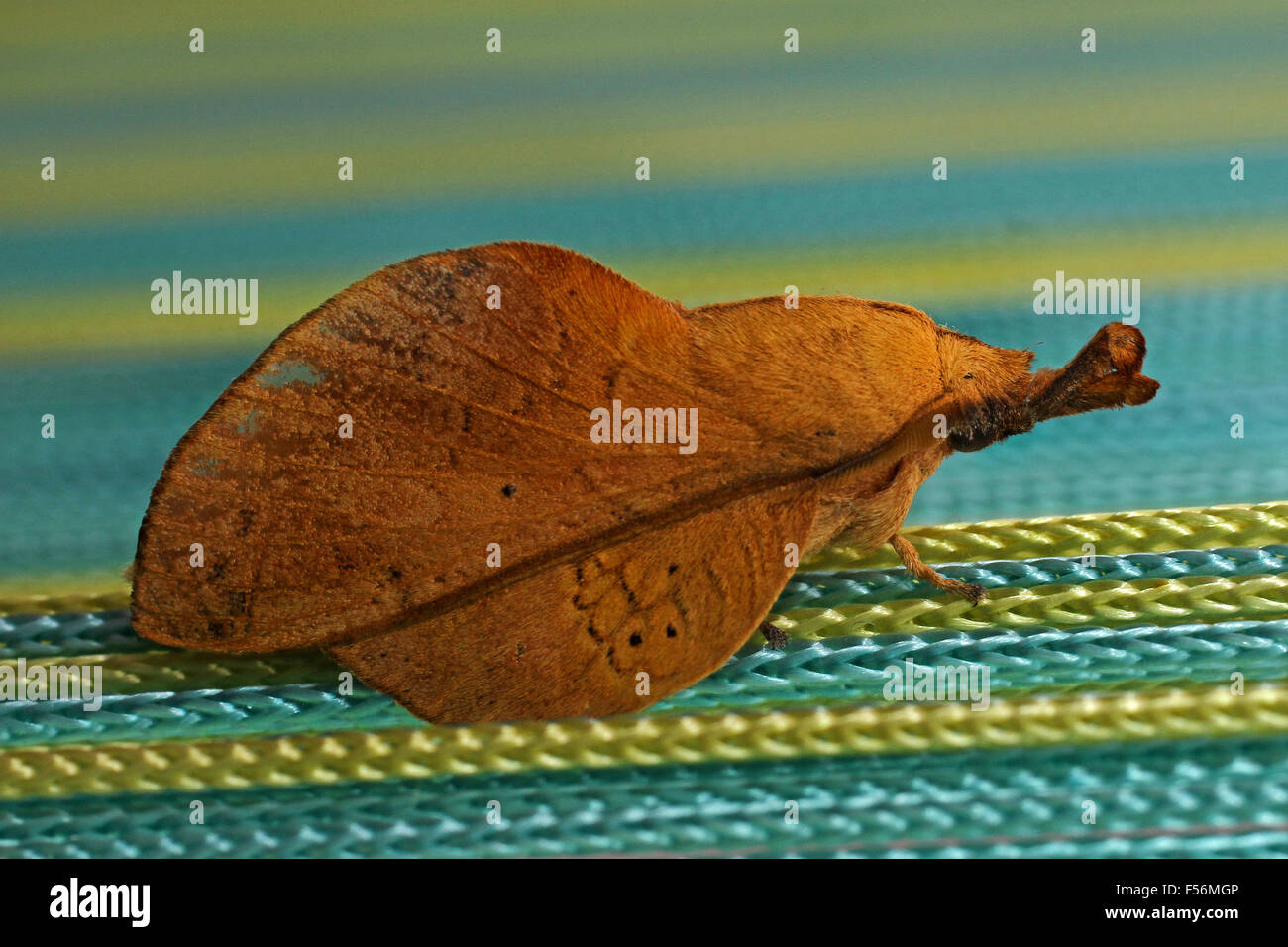 Lappet moth (Gastropacha quercifolia), imitating a dead leaf Stock ...
