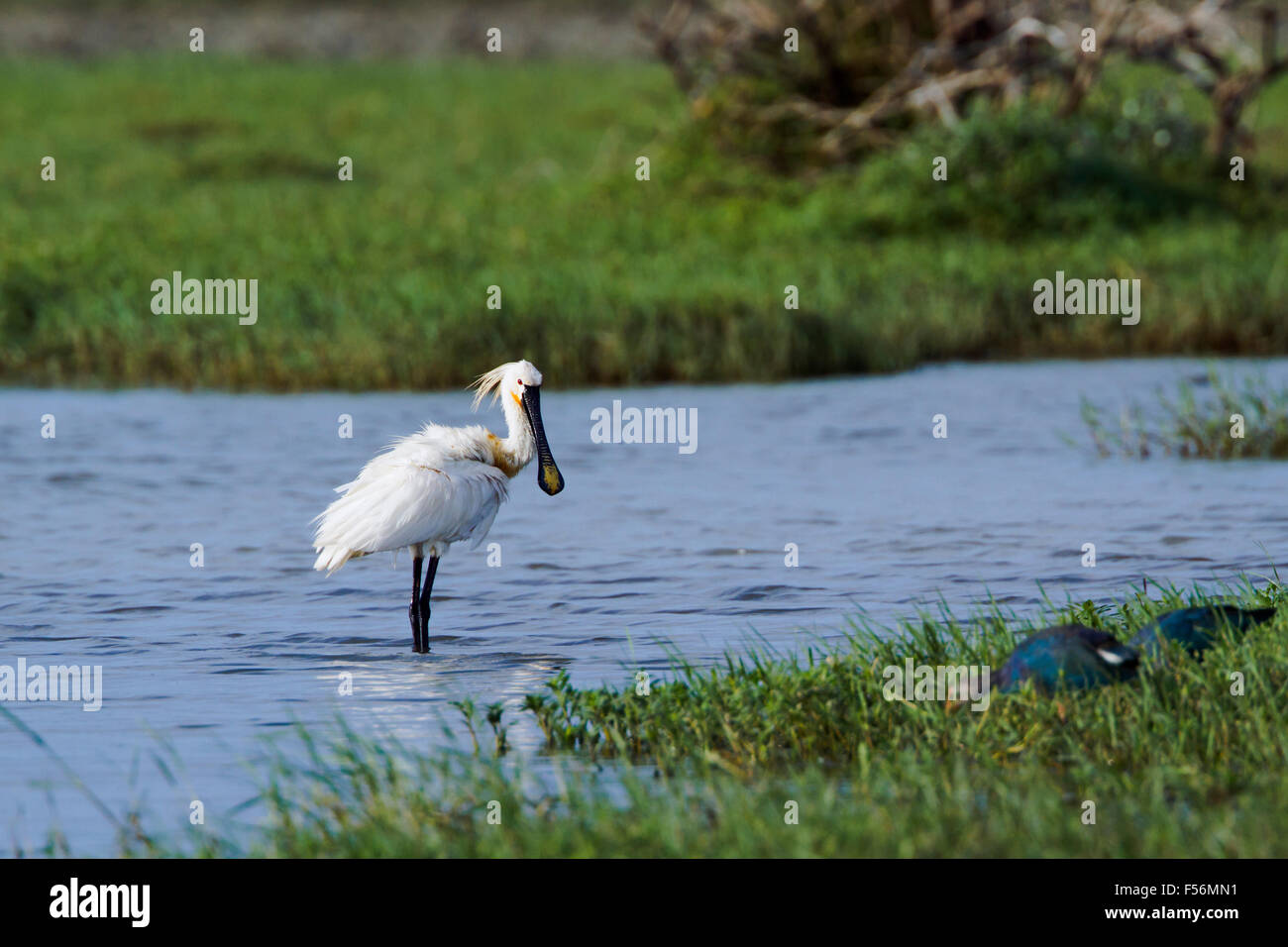 Eurasian spoonbill specie Platalea leucorodia Stock Photo - Alamy