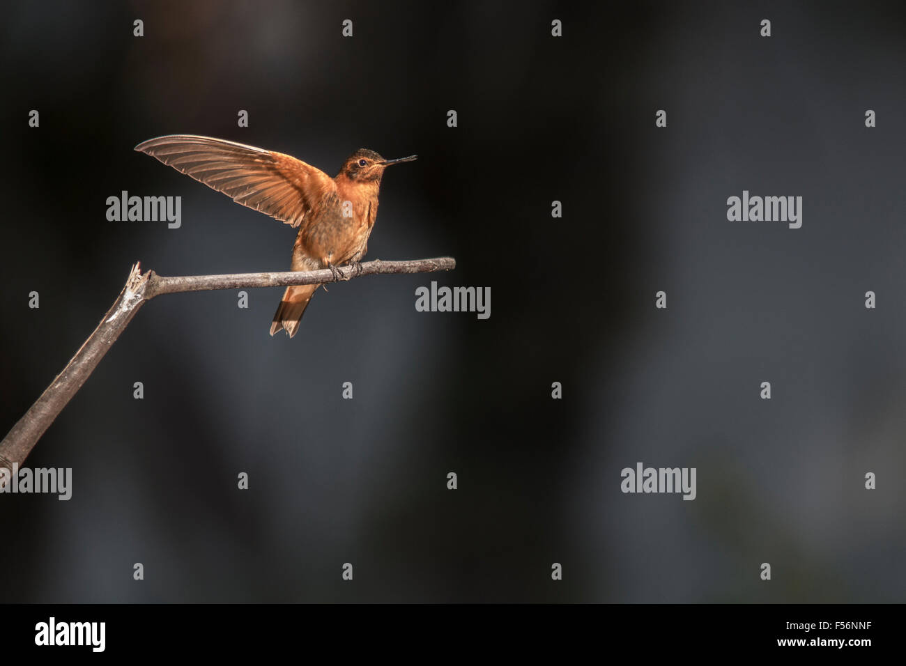 Shining sunbeam (Aglaeactis cupripennis) perched on a branch at the San ...