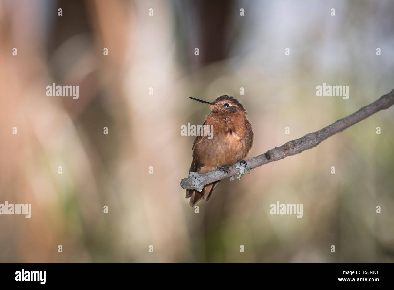 Shining sunbeam (Aglaeactis cupripennis) perched on a branch at the San ...