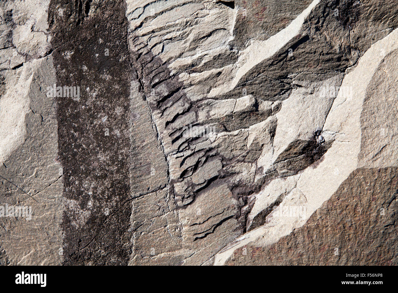 Patterns found in nature hi-res stock photography and images - Alamy