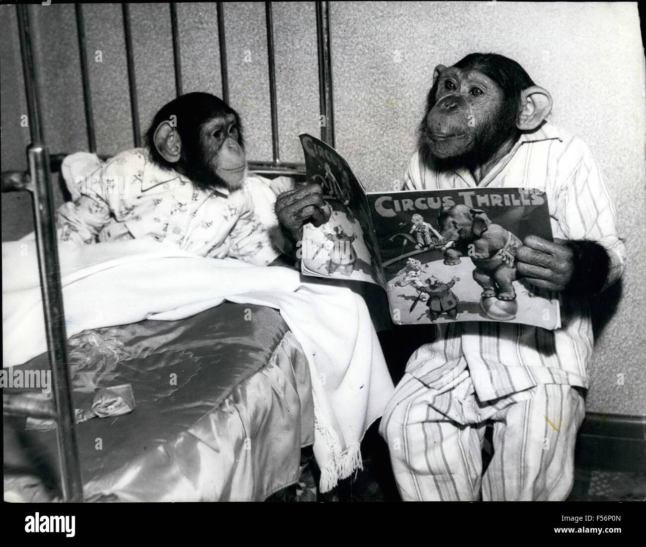 1972 - chimpanzee Bed time stories play an important part in every ...