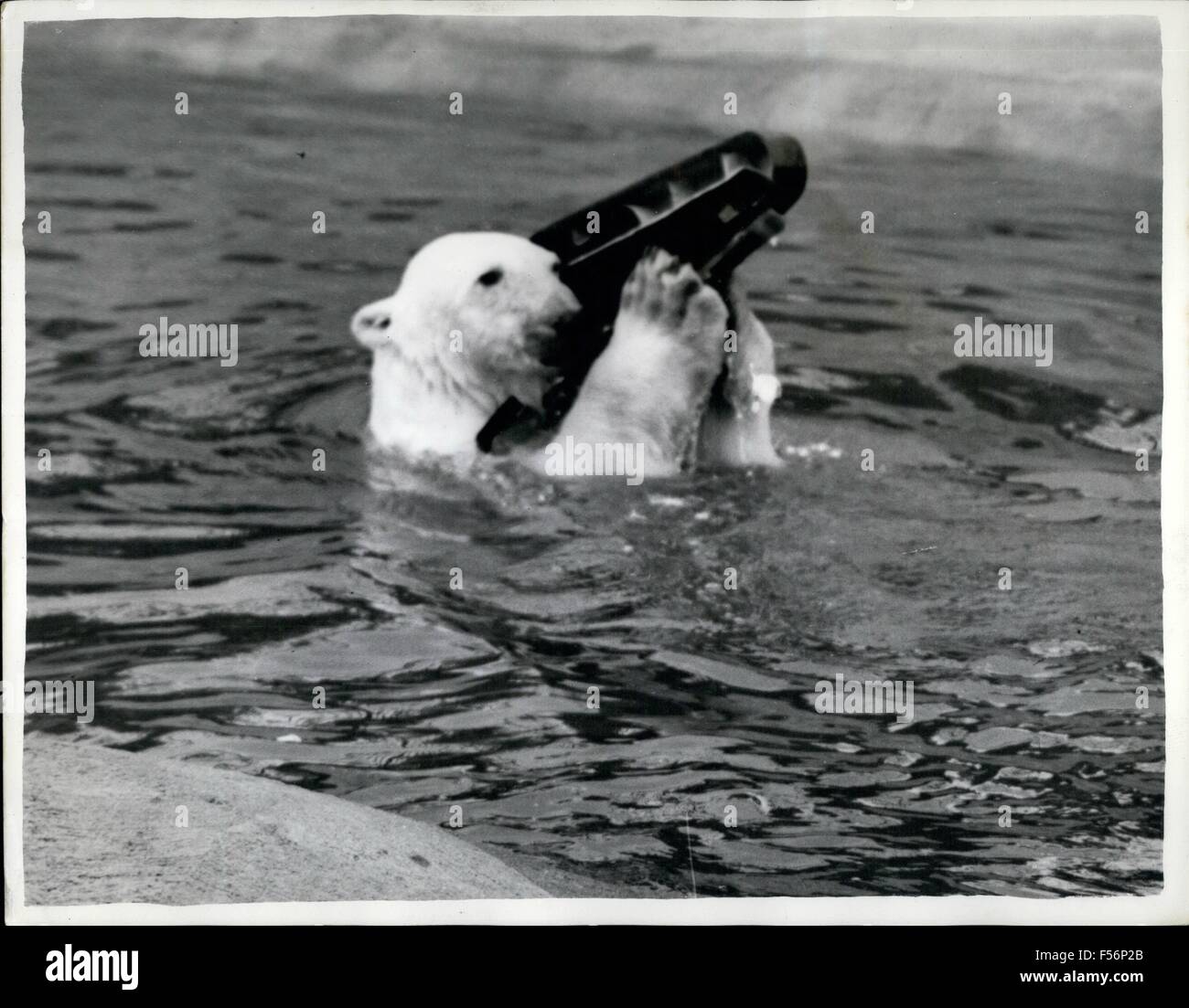 Black bear opening box hi-res stock photography and images - Alamy