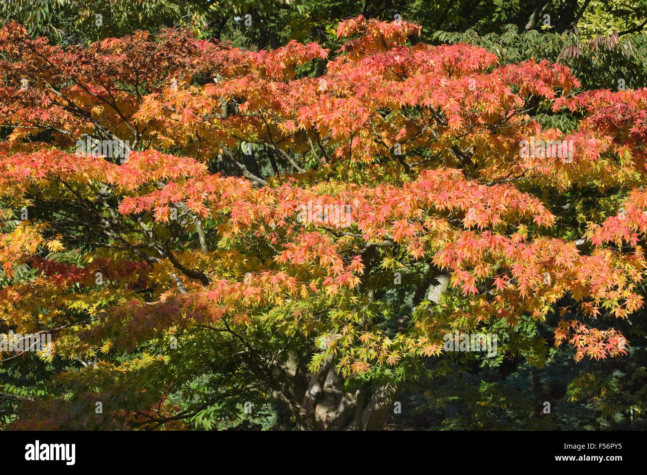 Acer japonicum tree in Autumn Stock Photo - Alamy