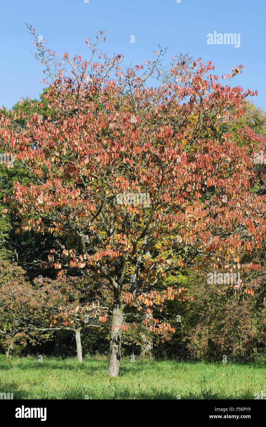 Prunus x Juddii tree in Autumn. Judd's cherry tree Stock Photo - Alamy
