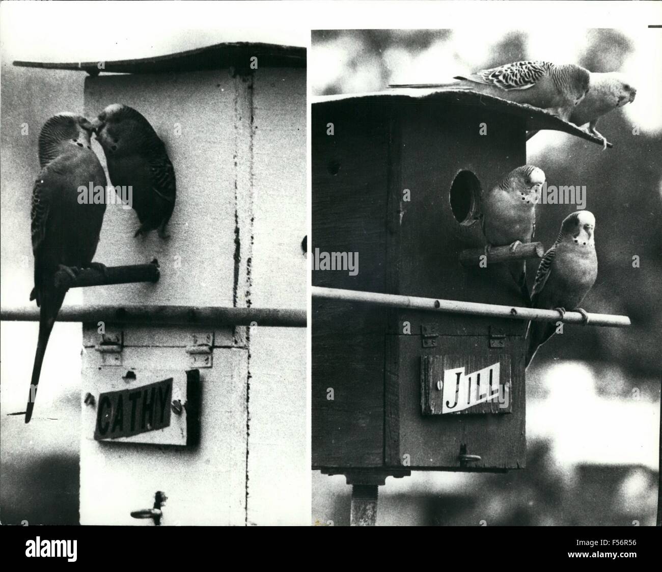 1972 - Modernday St. Francis: One of the mysteries of the bird world is ...