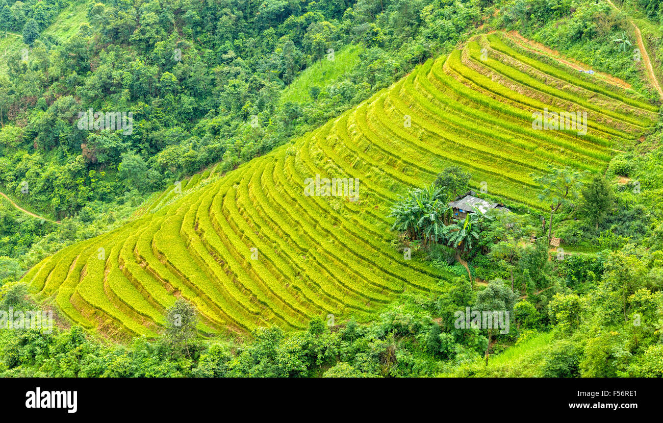 Hillside terracing hi-res stock photography and images - Alamy