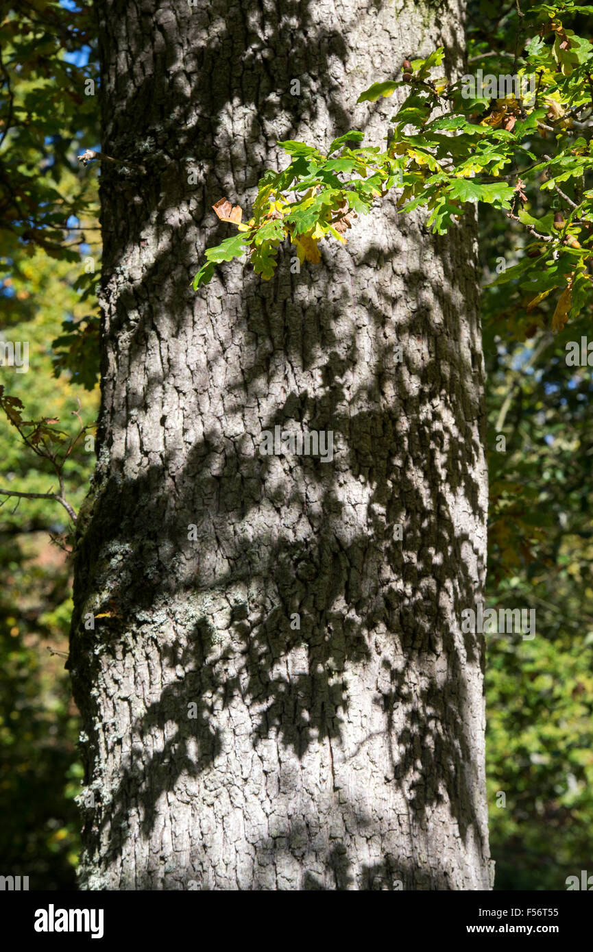 English oak bark hi-res stock photography and images - Alamy
