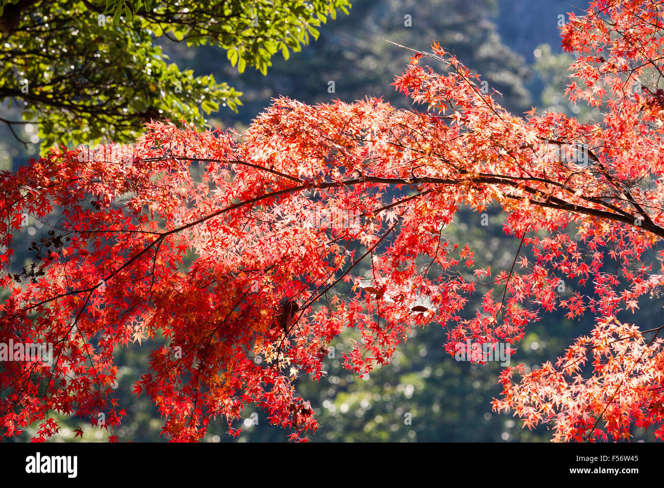 Sunlit colours hi-res stock photography and images - Alamy