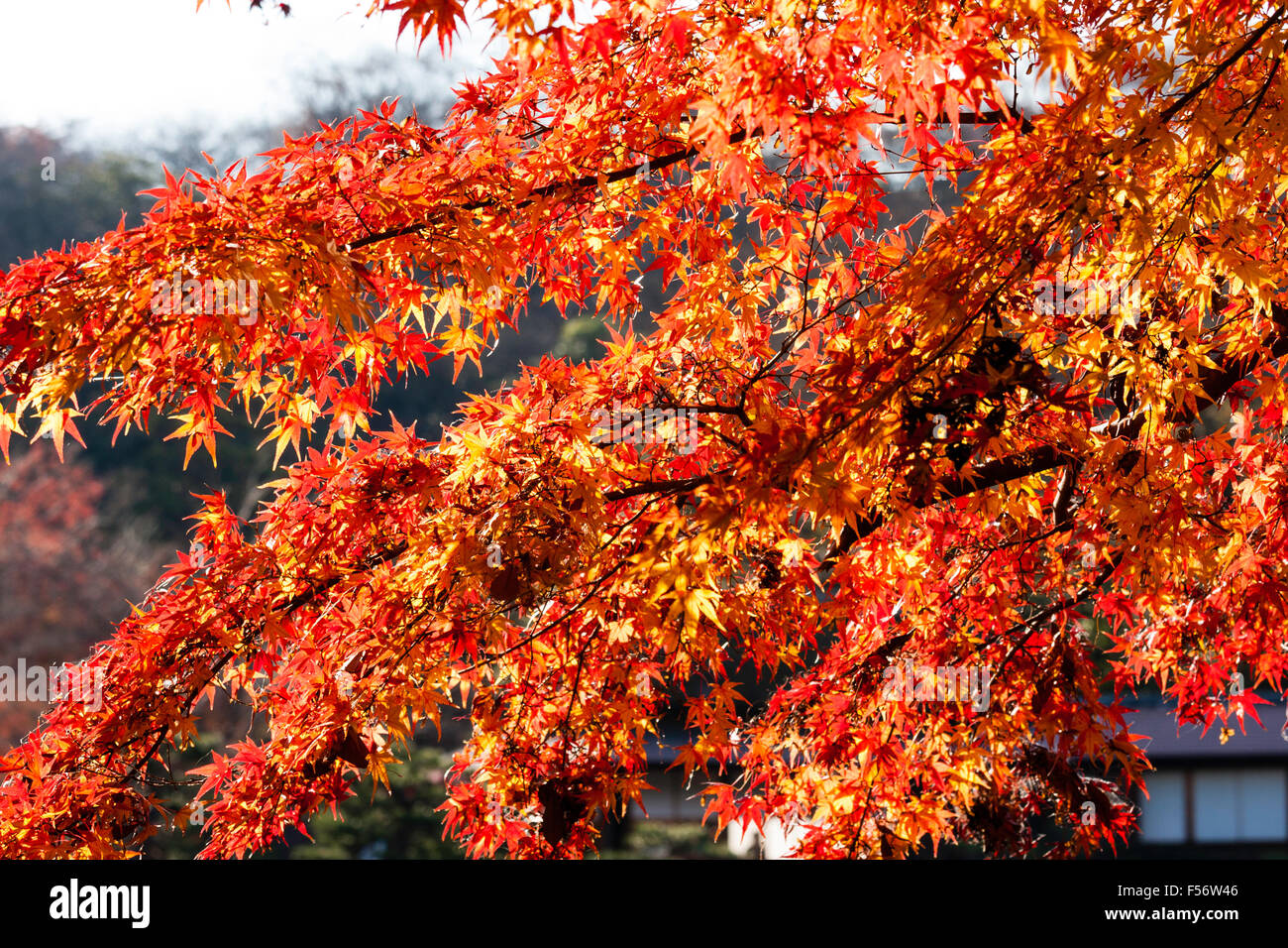 Seasonal autumn, sunlit red maple leaves on overhead branches Stock ...