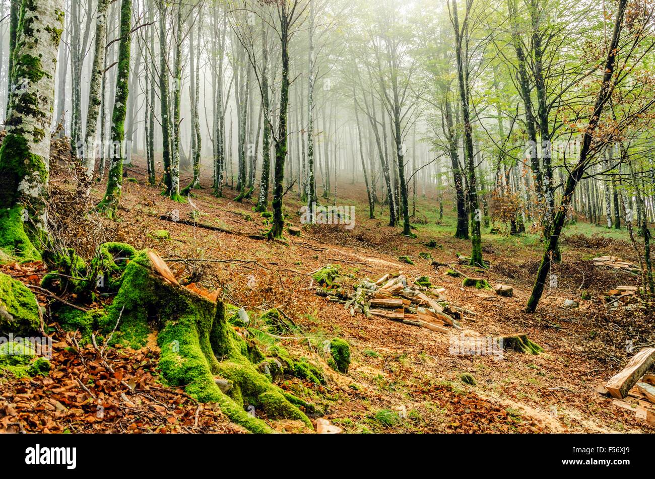 Spain birch tree forest hi-res stock photography and images - Alamy