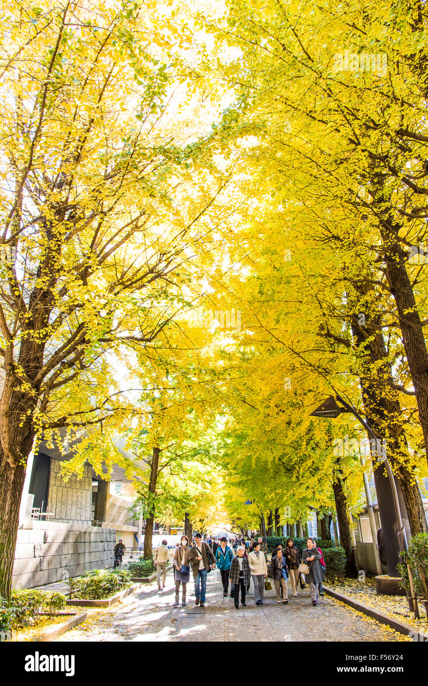 Autumn colors,Ueno Park,Taito-Ku,Tokyo,Japan Stock Photo - Alamy