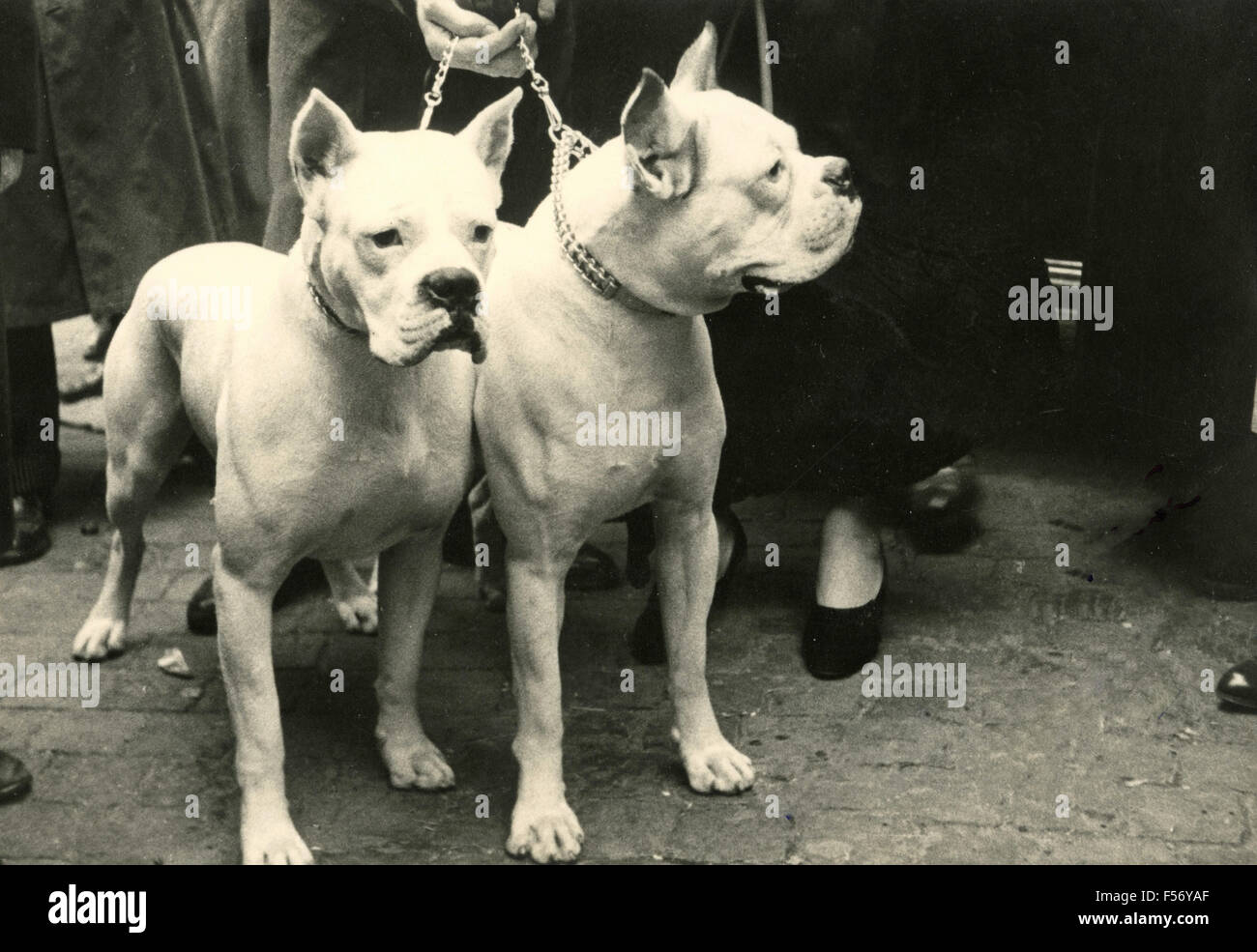 White dogs hi-res stock photography and images - Alamy