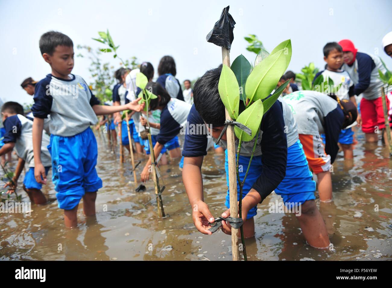 Jakarta, Indonesia. 29th Oct, 2015. School children plant mangrove ...