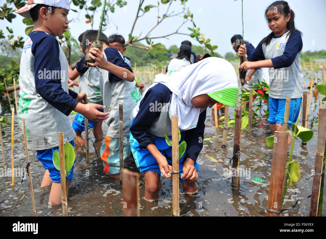 Jakarta, Indonesia. 29th Oct, 2015. School children plant mangrove ...