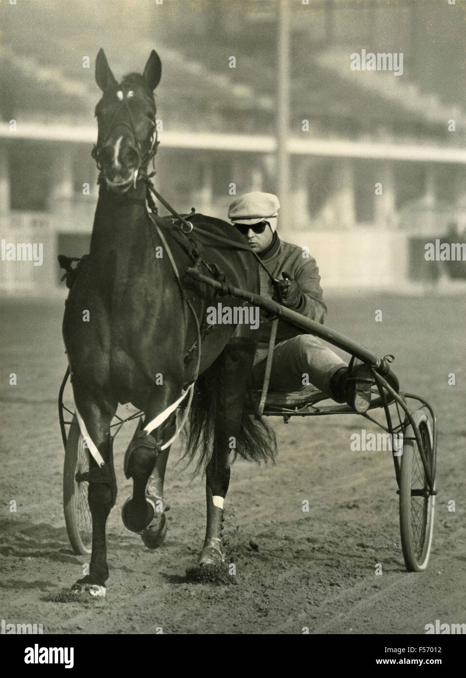 Horse with sulky racing trot, Italy Stock Photo - Alamy