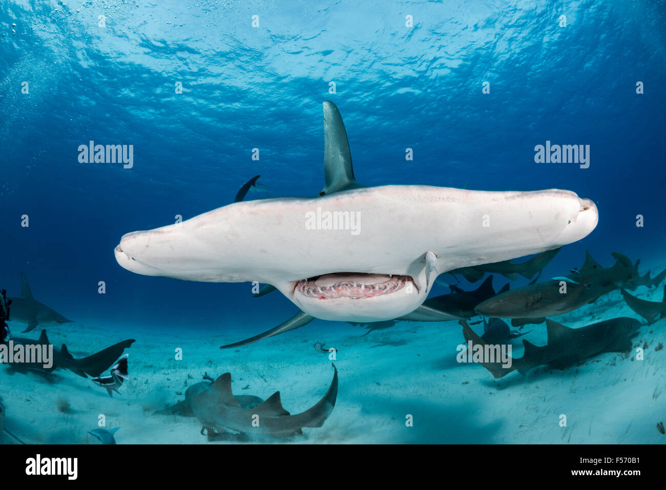 Hammerhead shark face close up hi-res stock photography and images - Alamy