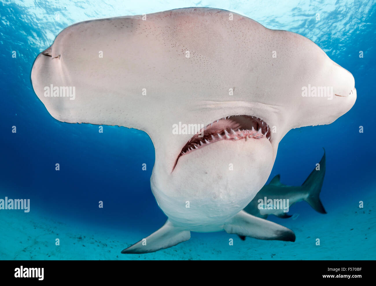 Great Hammerhead Shark, Sphyrna mokarran, Bimini, Bahamas, Caribbean ...