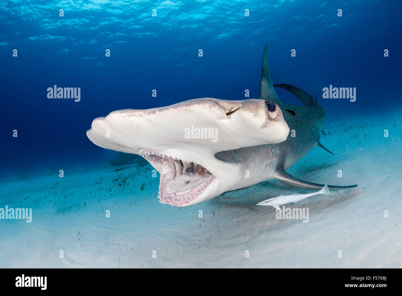 Great Hammerhead Shark, Sphyrna mokarran, Bimini, Bahamas, Caribbean ...