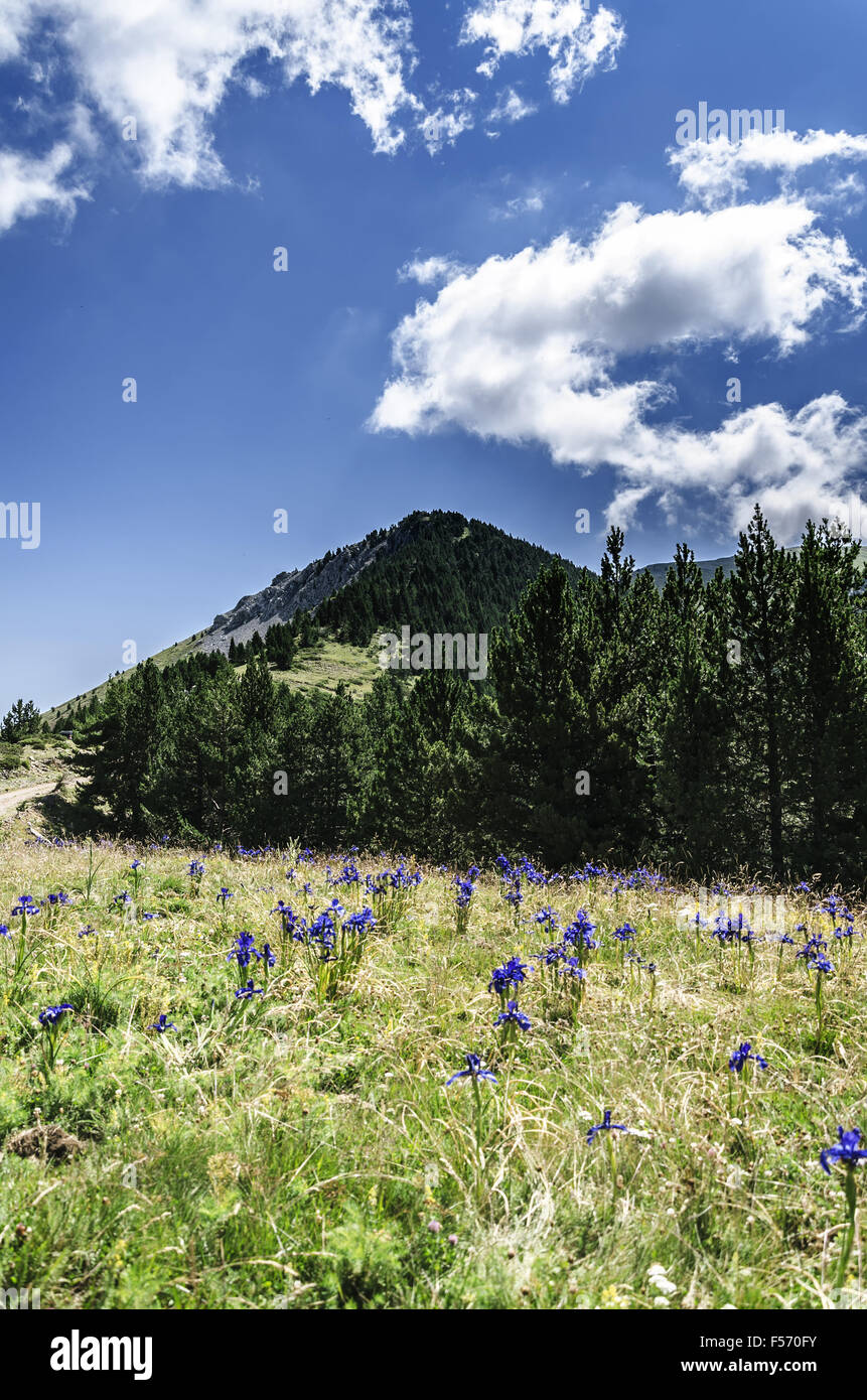 Amazing landscape at the Pyrenees mountains in Spain Stock Photo - Alamy