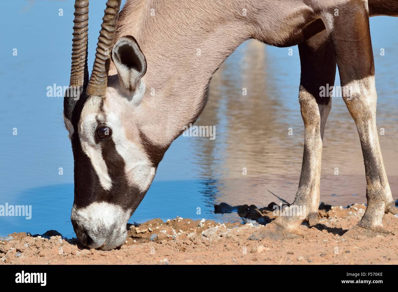 Close up eye oryx gemsbok hi-res stock photography and images - Alamy