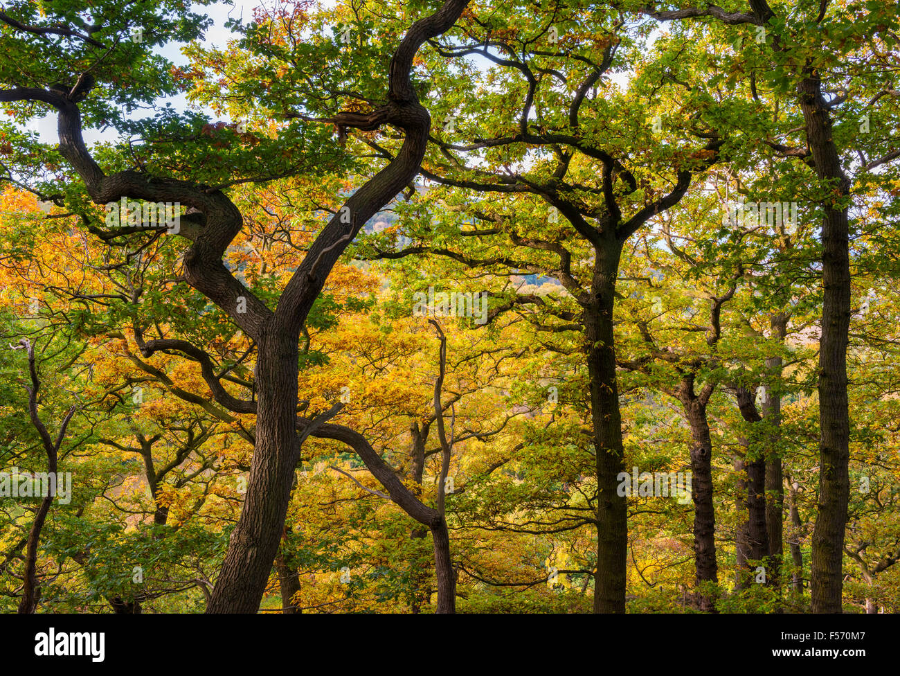 Deciduous autumn trees hi-res stock photography and images - Alamy