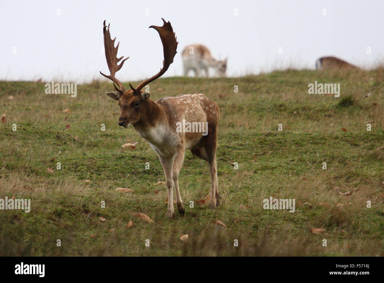 Stag walking in autumn at Knole Park, Kent Stock Photo - Alamy