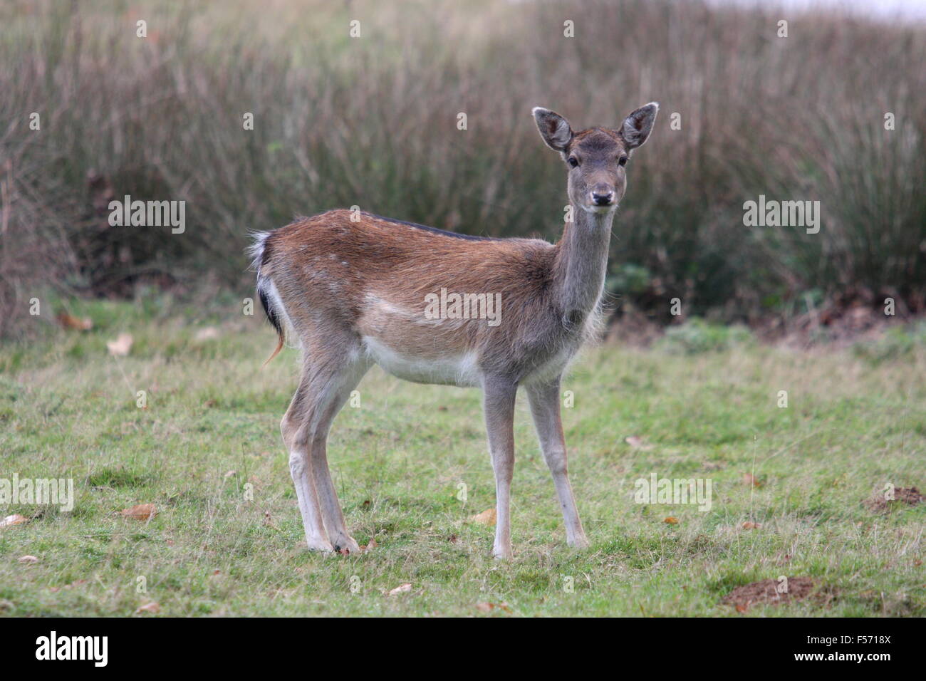Female sika deer standing hi-res stock photography and images - Alamy