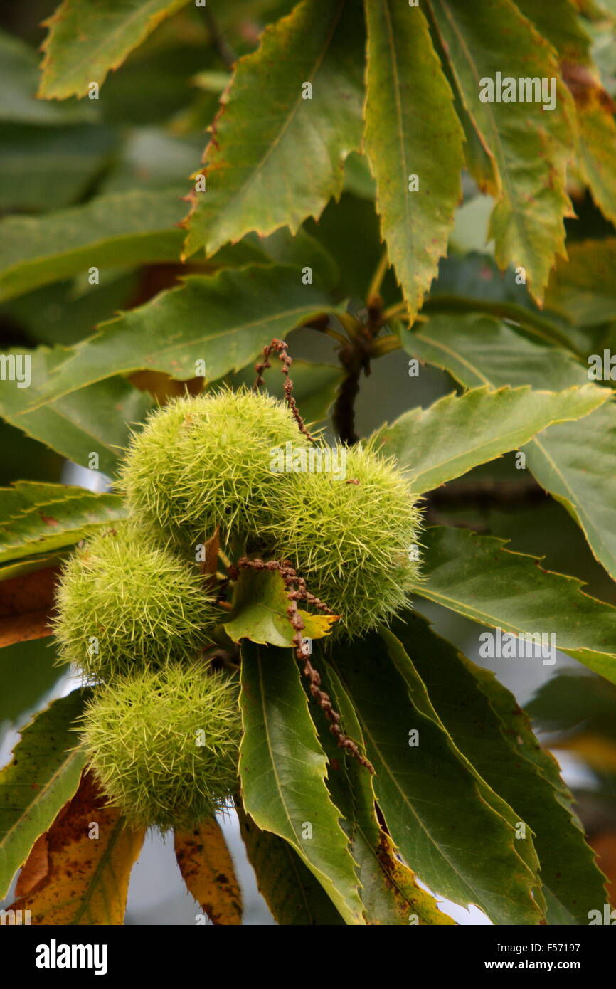 Fruits chestnut hi-res stock photography and images - Alamy