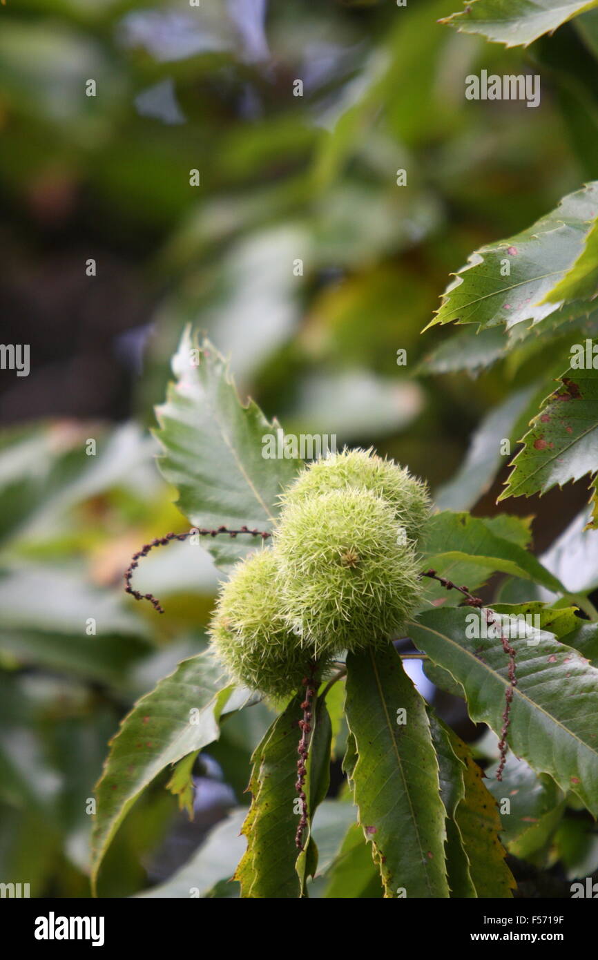 Sweet Chestnut (Castanea sativa) fruits Stock Photo - Alamy