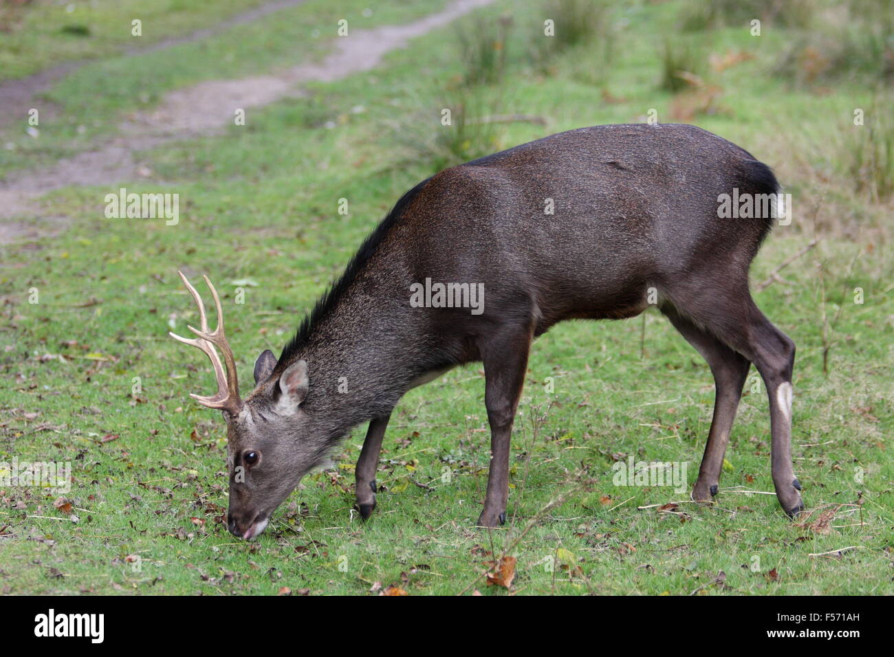 Sika deer at knole park hi-res stock photography and images - Alamy
