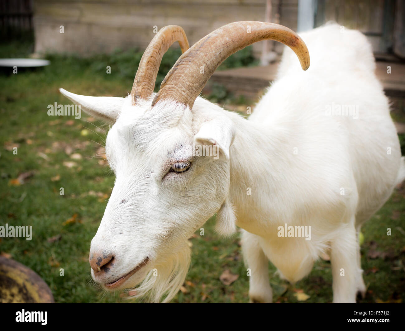 White dairy breed goat hi-res stock photography and images - Alamy