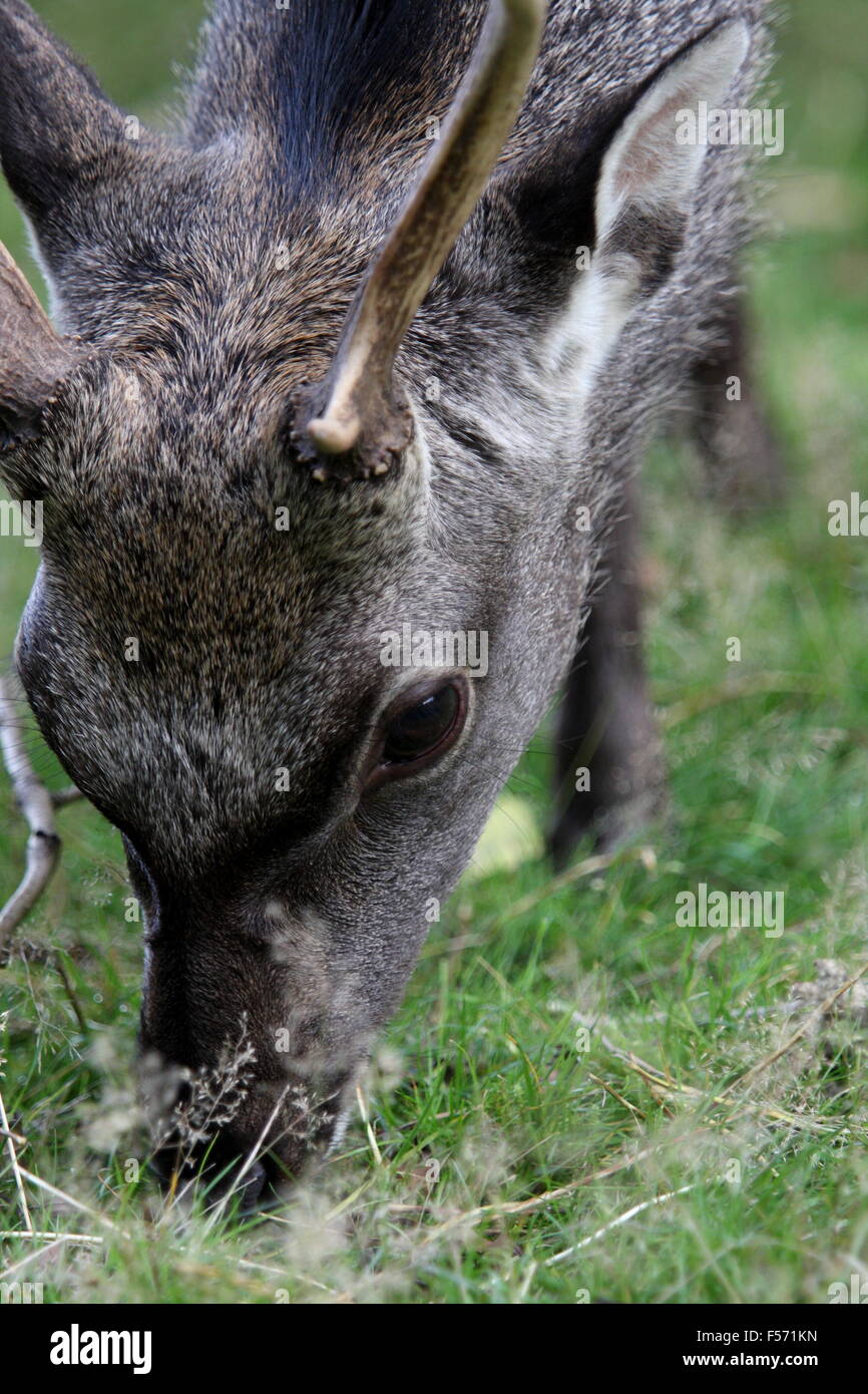 Knole park deer hi-res stock photography and images - Alamy