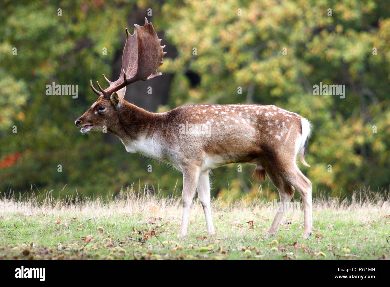 Stag walking in autumn at Knole Park, Kent Stock Photo - Alamy