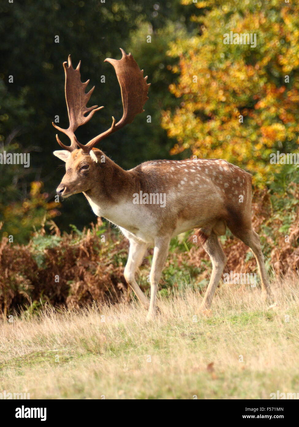Stag walking in autumn at Knole Park, Kent Stock Photo - Alamy