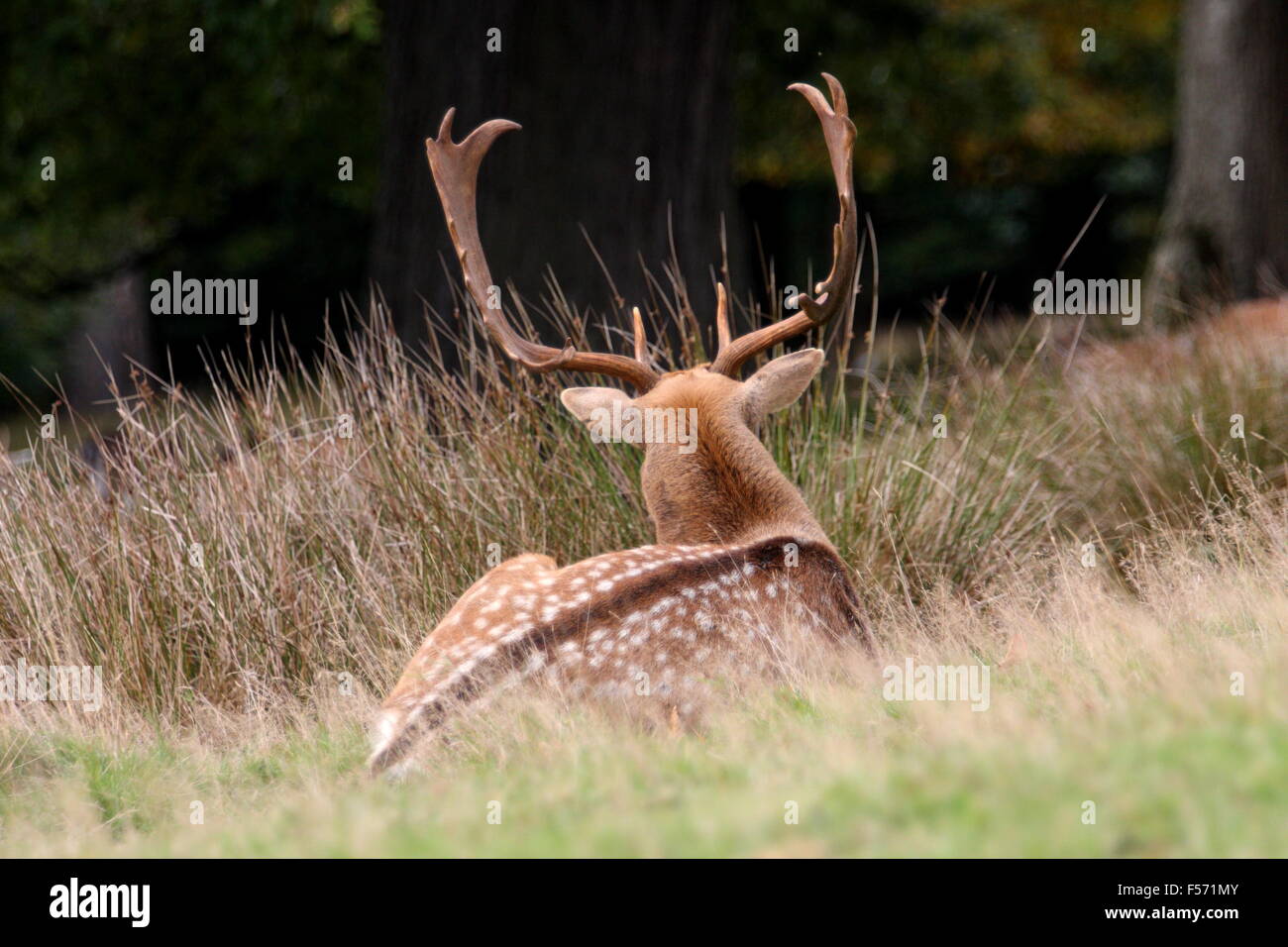 Stag lying down at Knole Park, Kent Stock Photo - Alamy