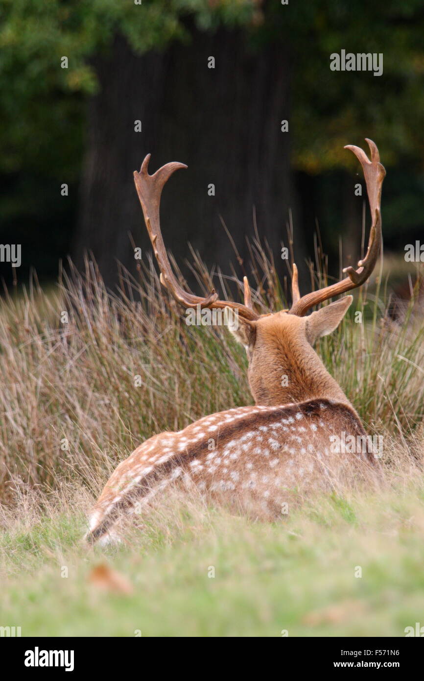 Stag lying down at Knole Park, Kent Stock Photo - Alamy