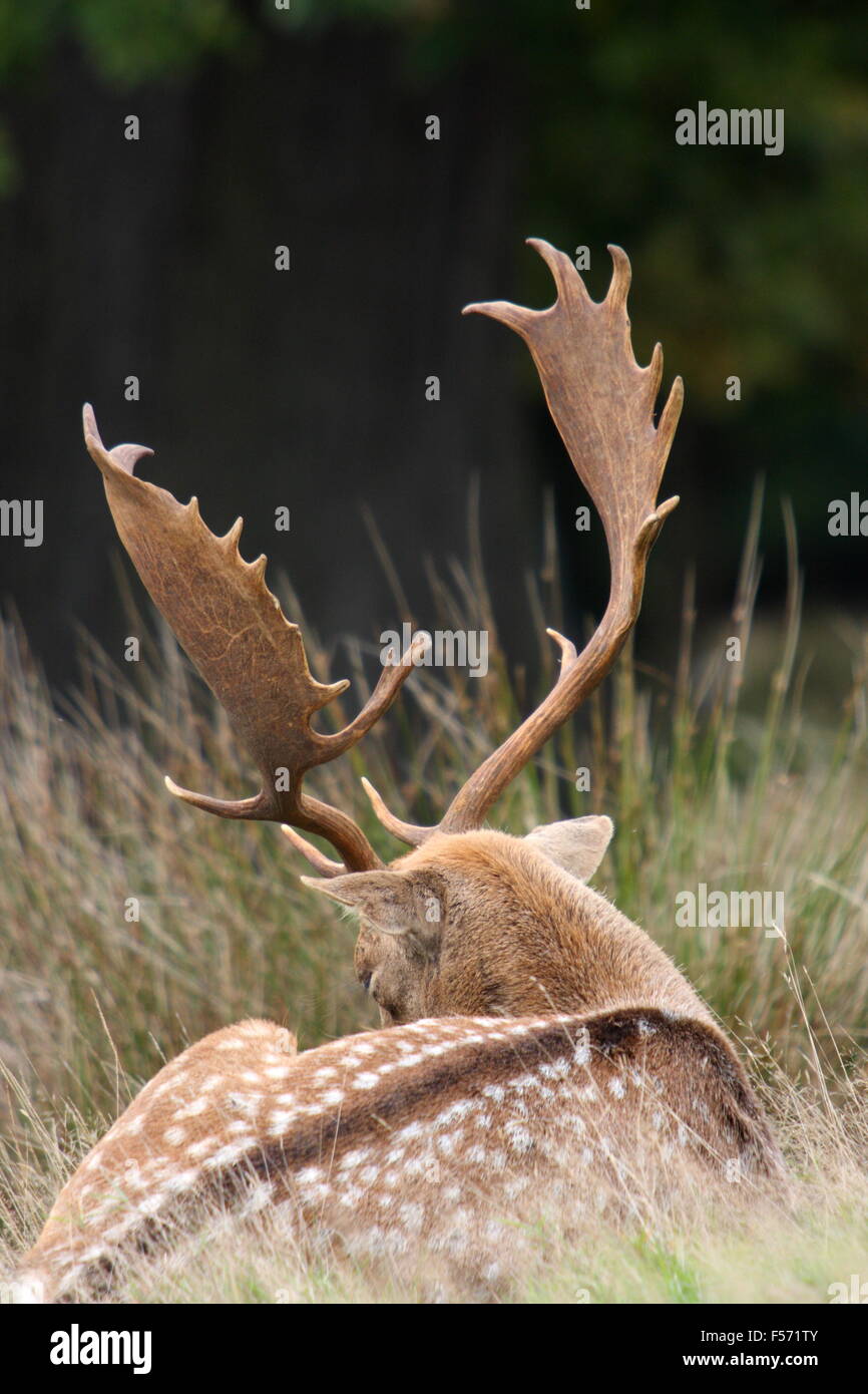 Fallow stag lying down hi-res stock photography and images - Alamy