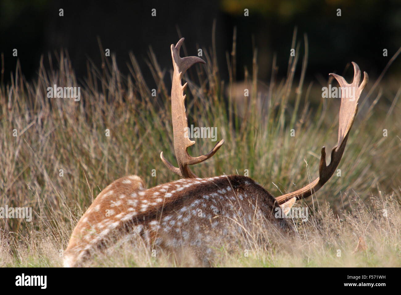 Stag lying down at Knole Park, Kent Stock Photo - Alamy