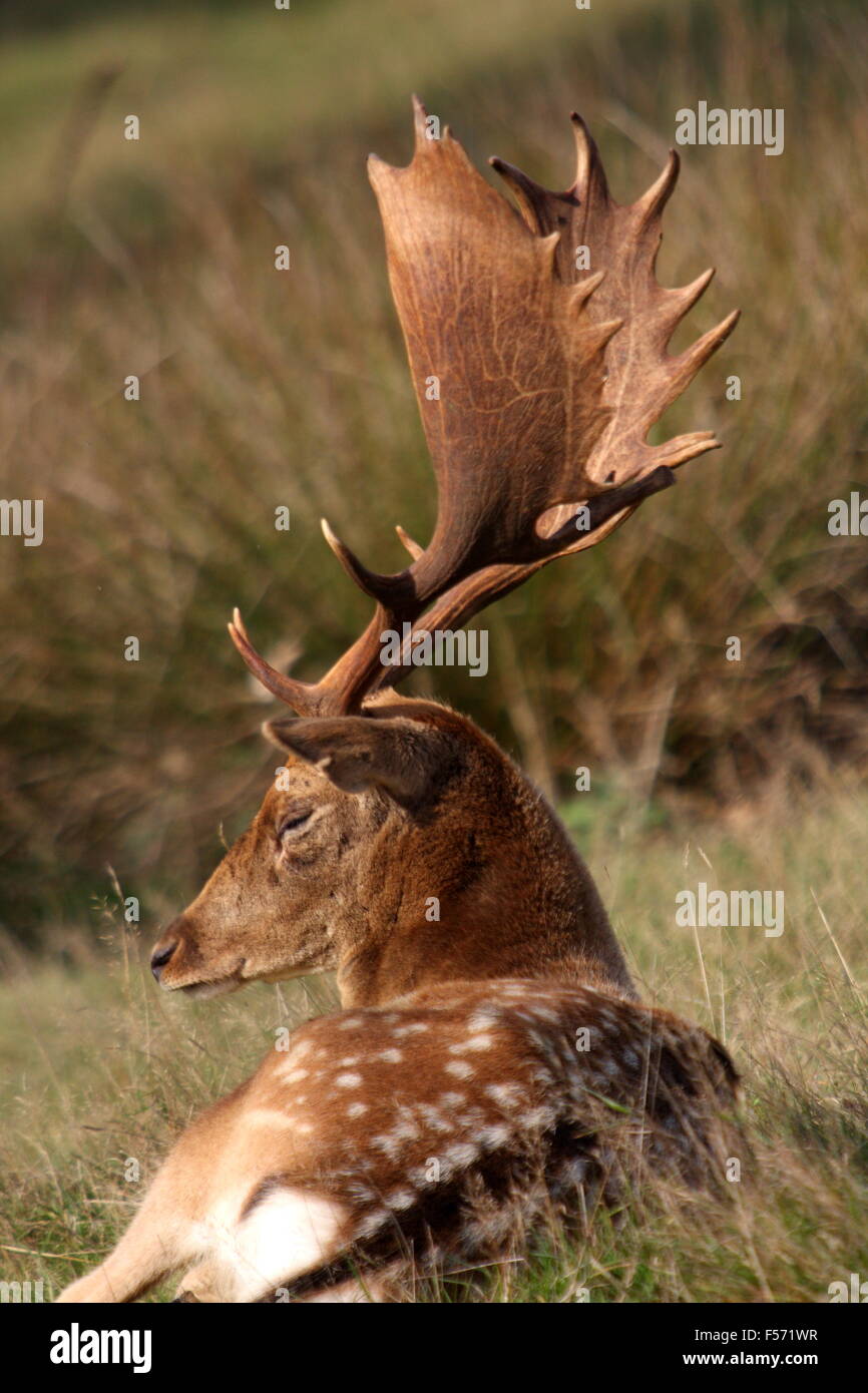 Stag lying down at Knole Park, Kent Stock Photo - Alamy