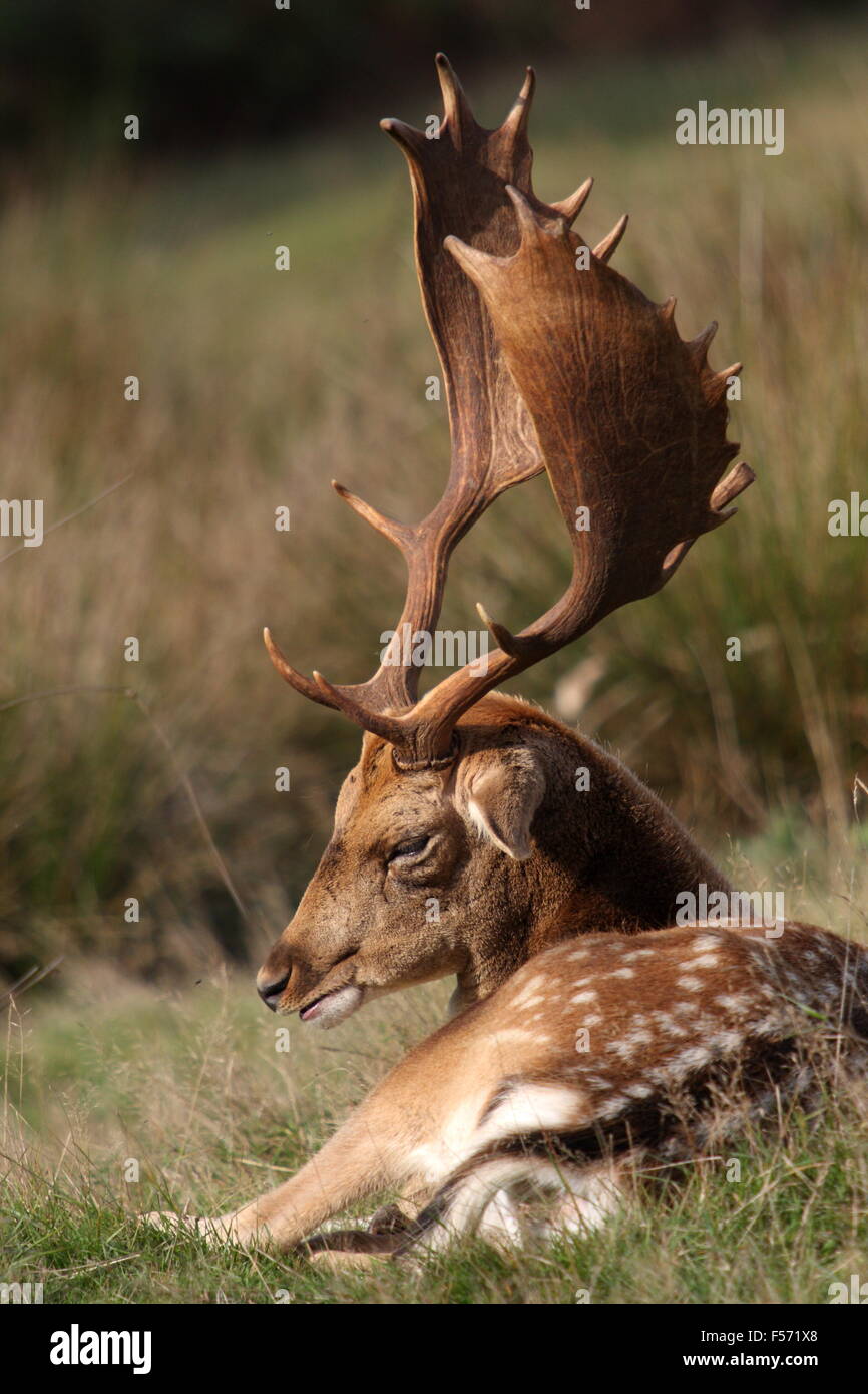 Stag lying down at Knole Park, Kent Stock Photo - Alamy