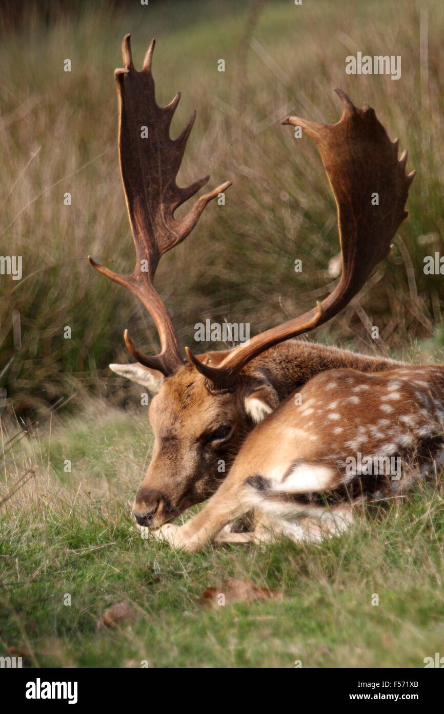 Stag lying down at Knole Park, Kent Stock Photo - Alamy