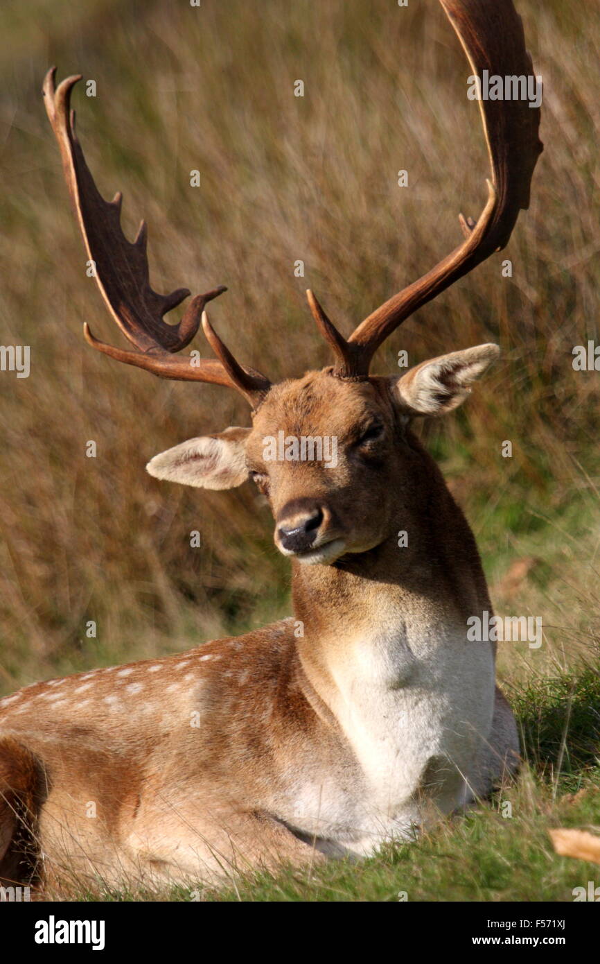 Stag lying down at Knole Park, Kent Stock Photo - Alamy