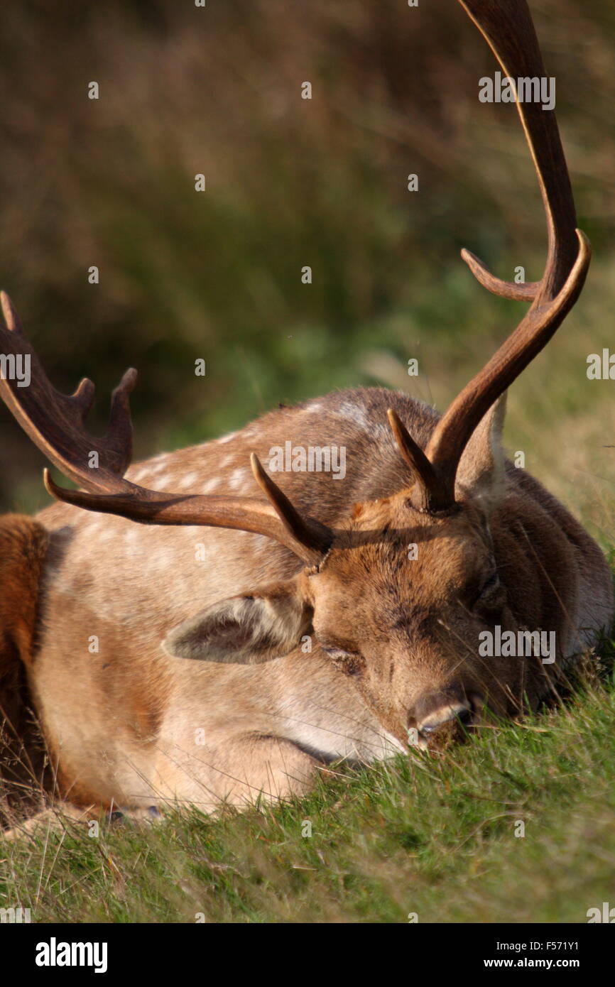 Stag lying down at Knole Park, Kent Stock Photo - Alamy