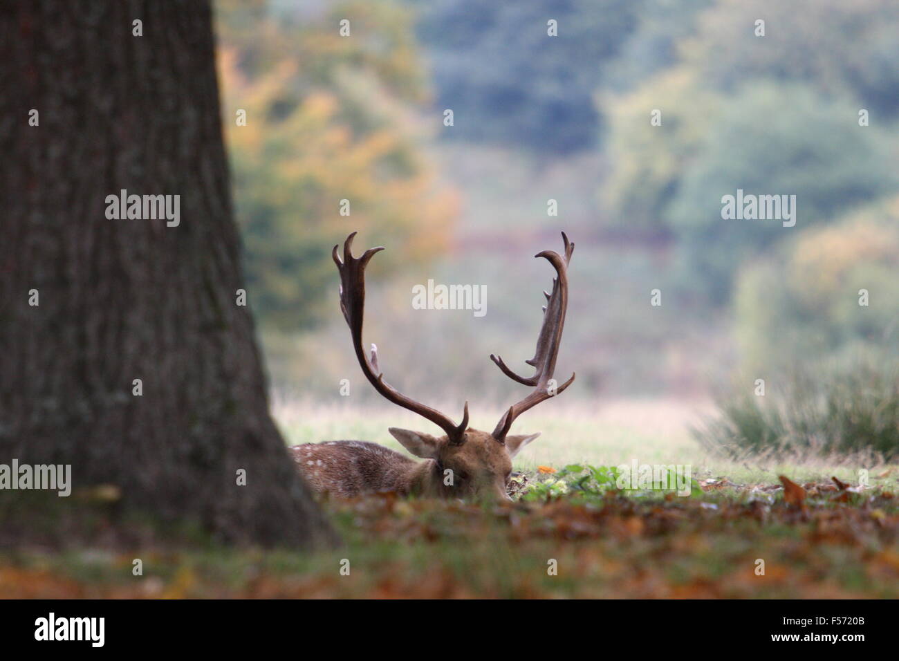Stag lying under a tree at Knole Park, Kent Stock Photo - Alamy