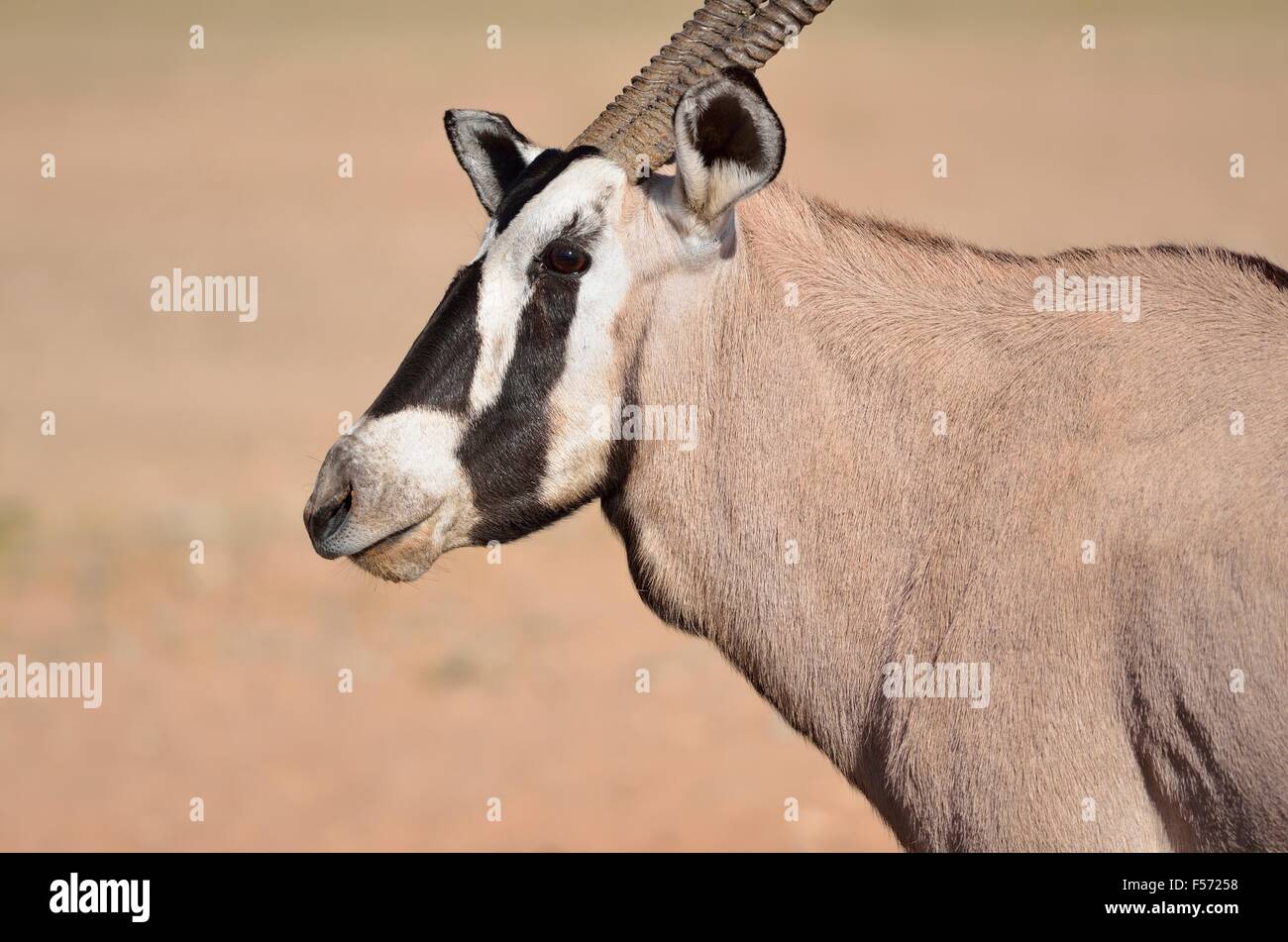 Close up eye oryx gemsbok hi-res stock photography and images - Alamy