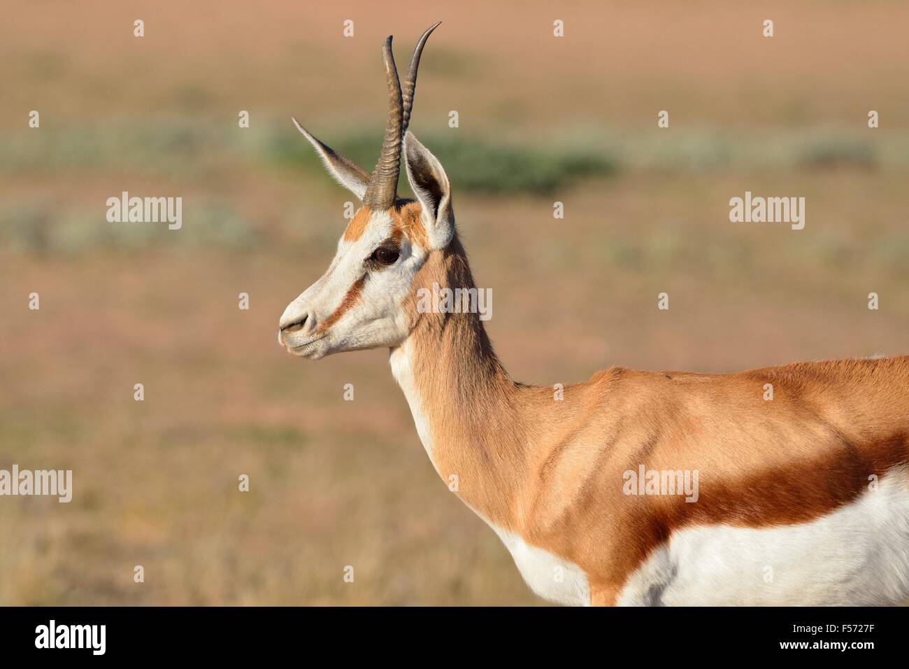 Springbok one horn hi-res stock photography and images - Alamy