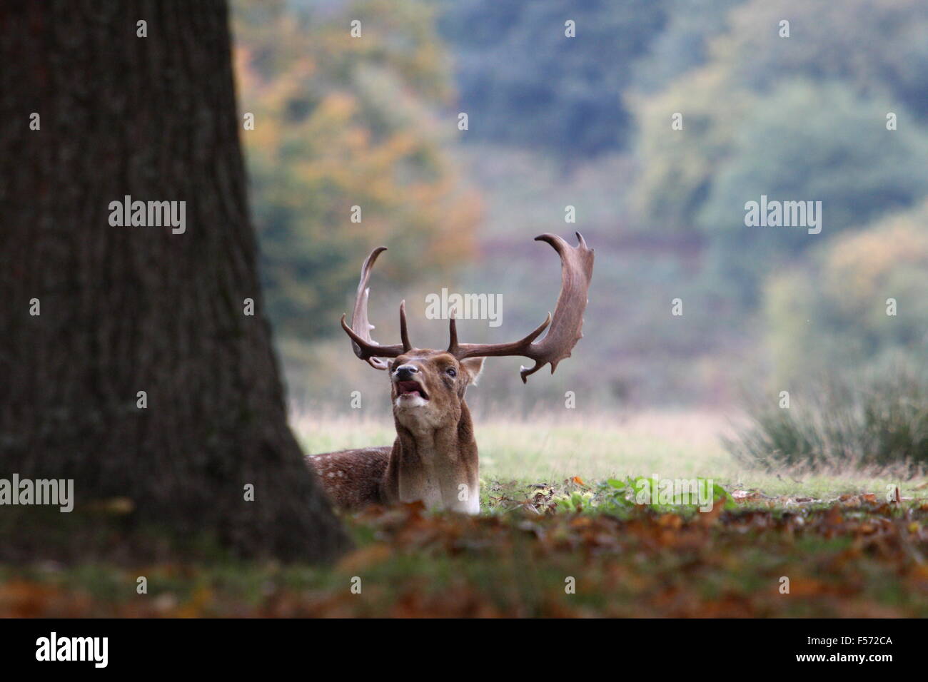 Stag lying under a tree at Knole Park, Kent Stock Photo - Alamy